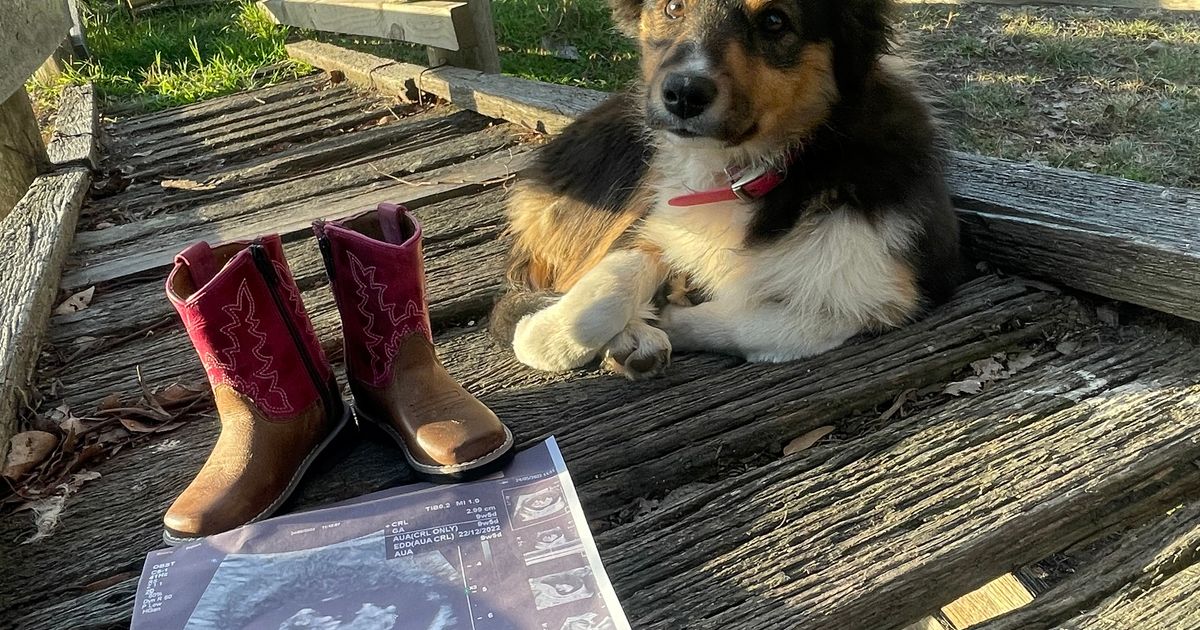 Blue Valley Ranch, responsible breeder in Victoria - RightPaw