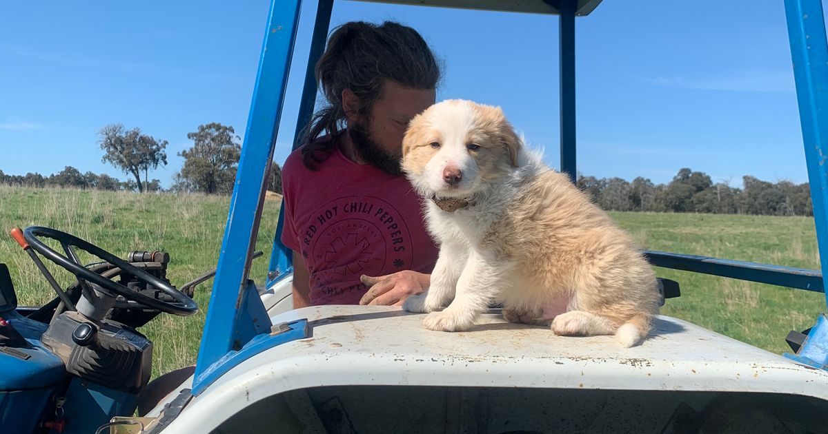 Blue Valley Ranch, responsible breeder in Victoria - RightPaw