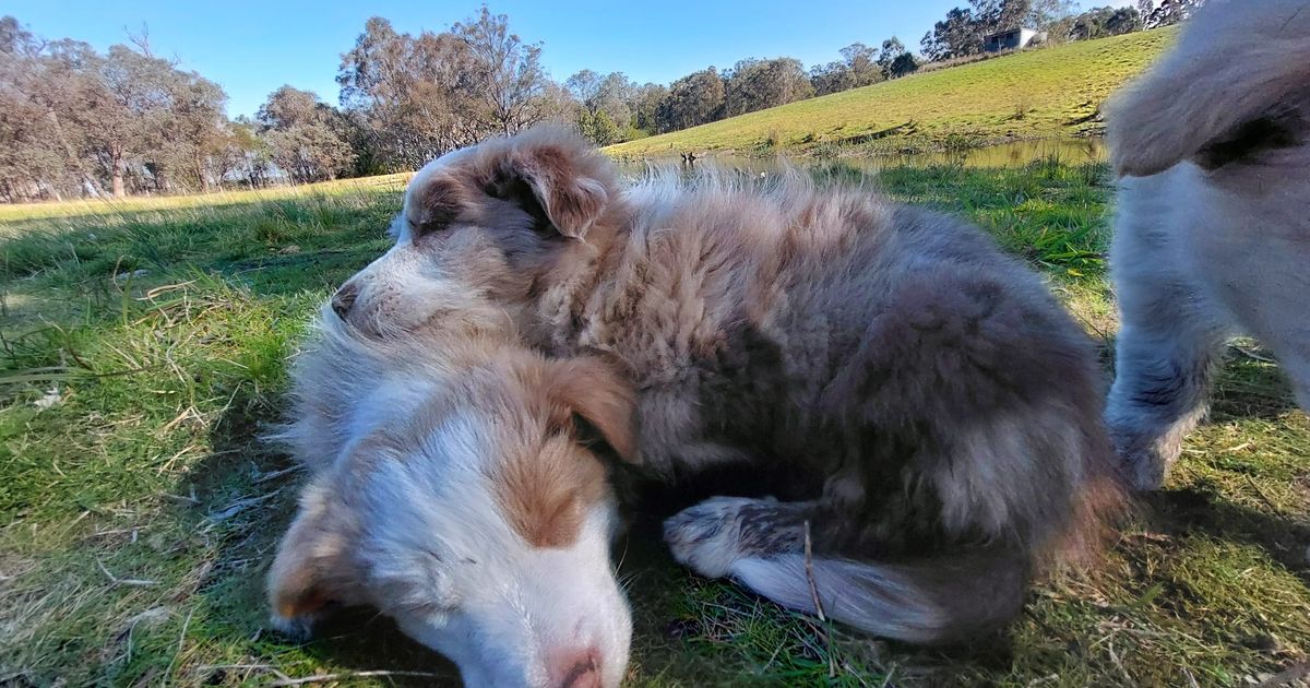 Blue Valley Ranch, responsible breeder in Victoria - RightPaw