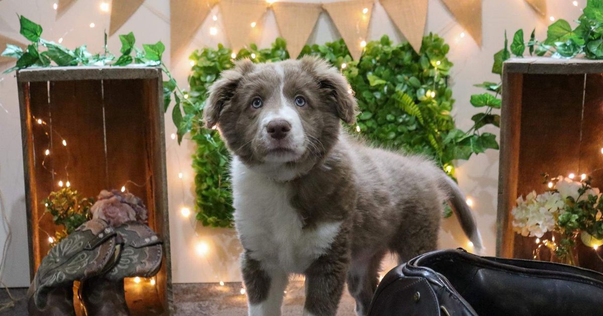 Blue Valley Ranch, responsible breeder in Victoria - RightPaw