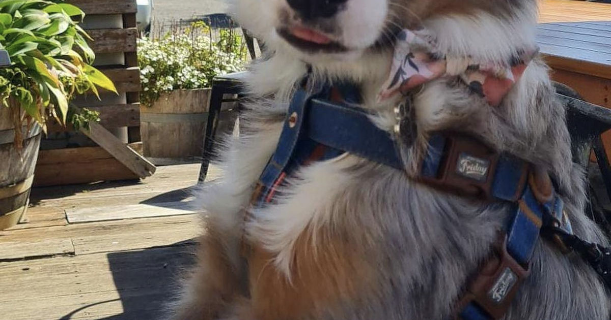 Blue Valley Ranch, responsible breeder in Victoria - RightPaw