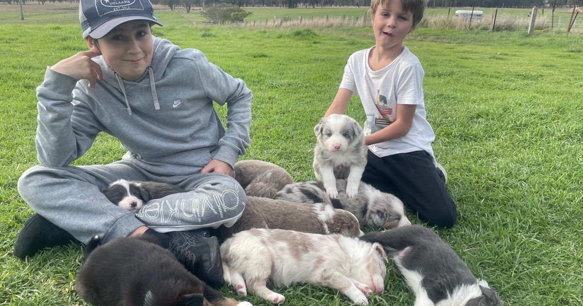 Blue Valley Ranch, responsible breeder in Victoria - RightPaw