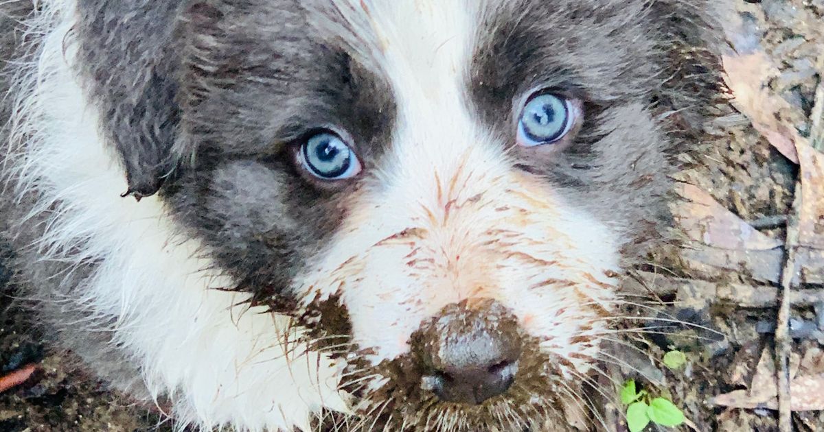 Blue Valley Ranch, responsible breeder in Victoria - RightPaw