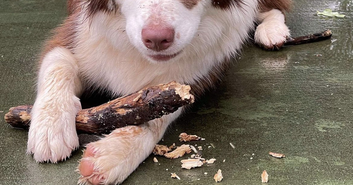 Blue Valley Ranch, responsible breeder in Victoria - RightPaw