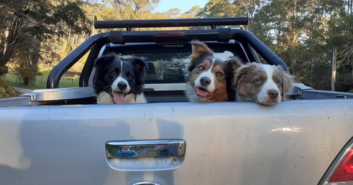 Blue Valley Ranch, responsible breeder in Victoria - RightPaw