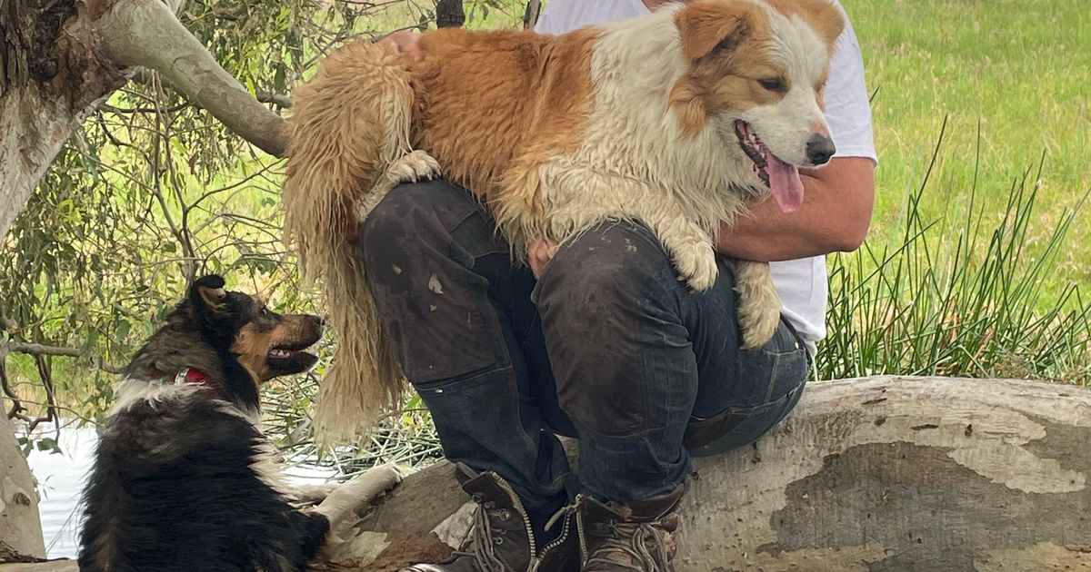 Blue Valley Ranch, responsible breeder in Victoria - RightPaw