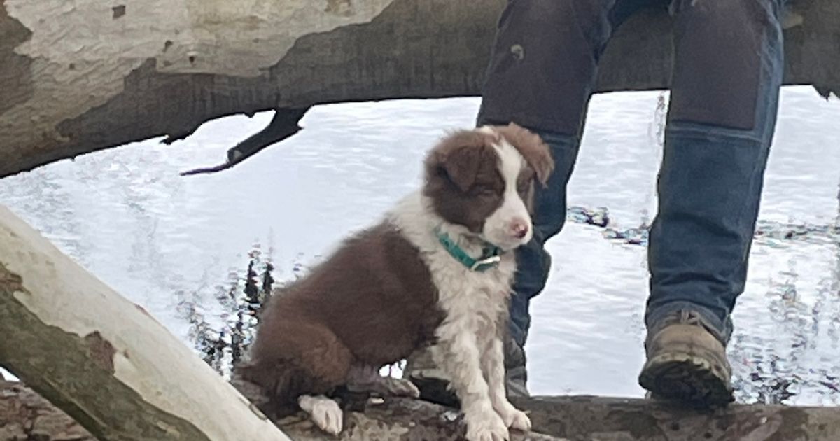 Blue Valley Ranch, responsible breeder in Victoria - RightPaw