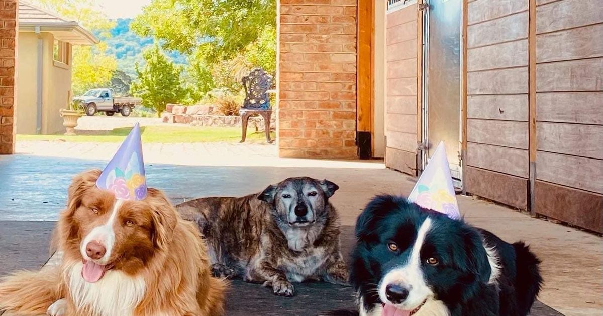 Blue Valley Ranch, responsible breeder in Victoria - RightPaw