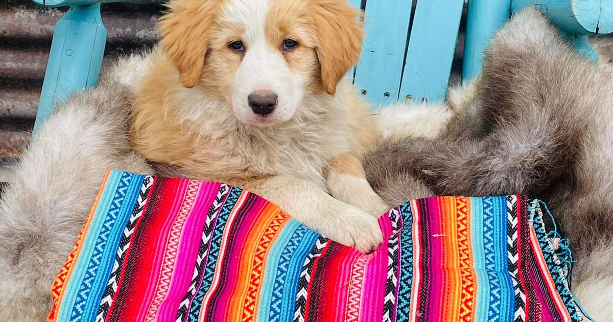 Blue Valley Ranch, responsible breeder in Victoria - RightPaw