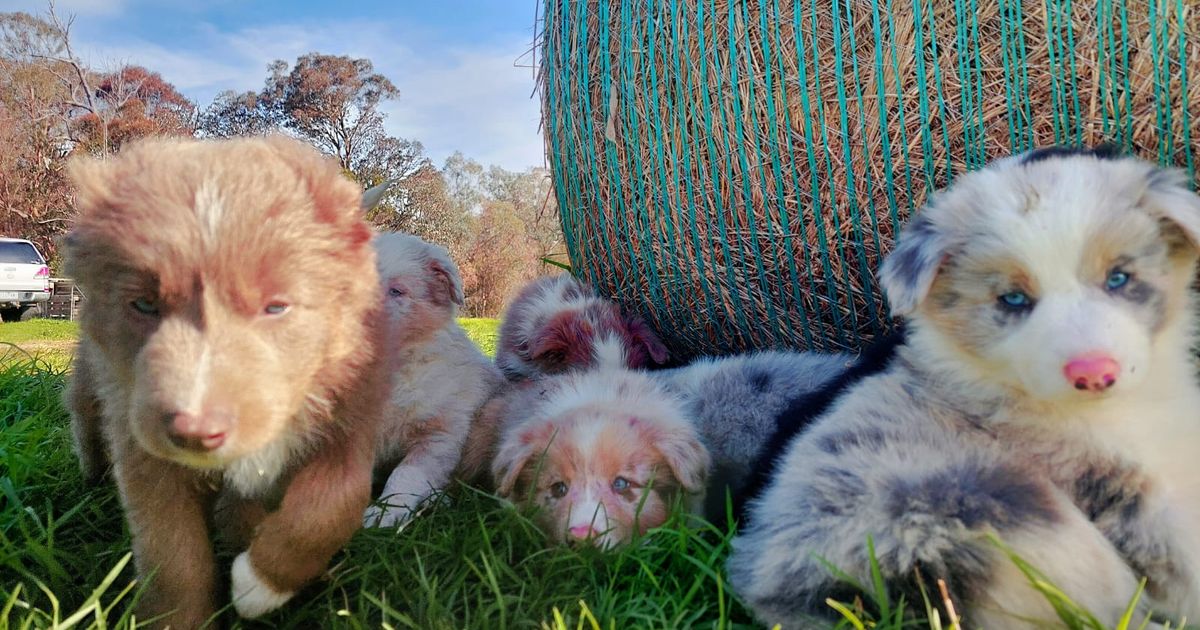 Blue Valley Ranch, responsible breeder in Victoria - RightPaw