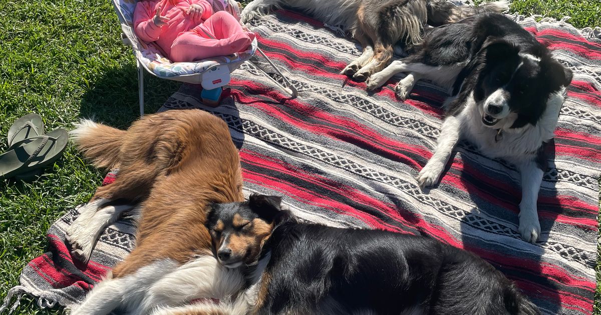 Blue Valley Ranch, responsible breeder in Victoria - RightPaw