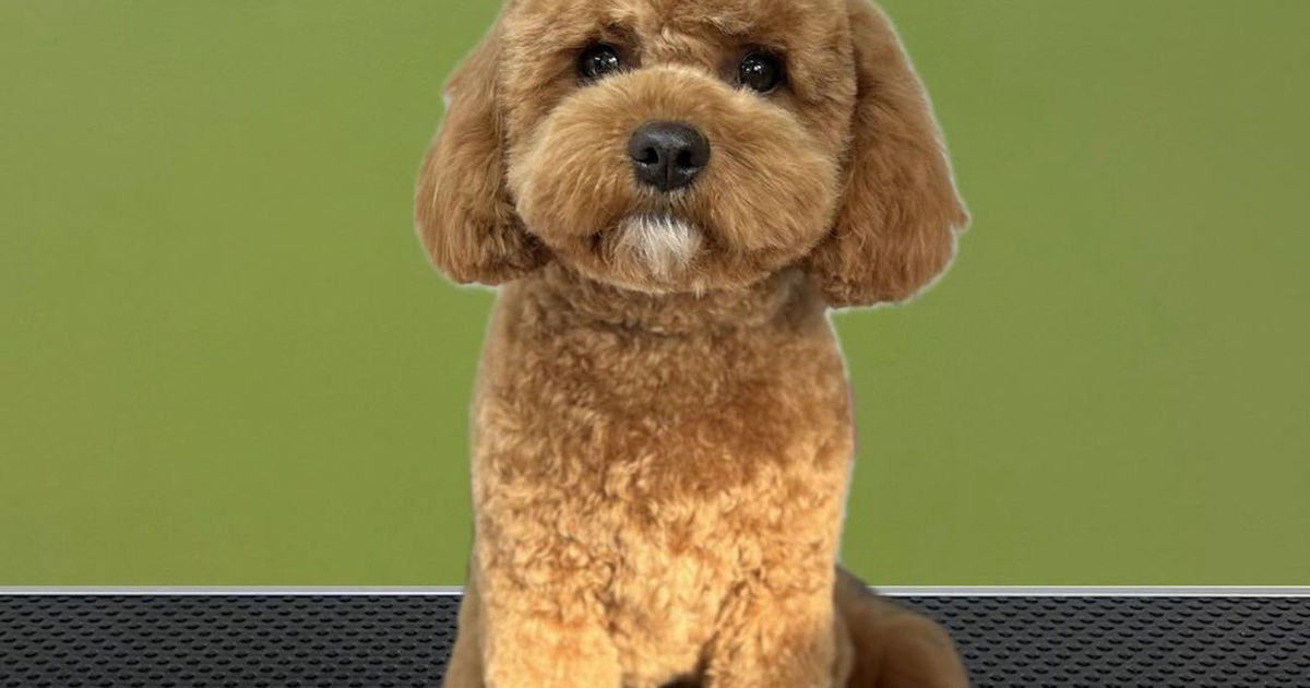 Flower Power Cavoodles, responsible breeder in Victoria - RightPaw