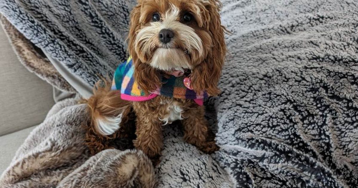 Flower Power Cavoodles, responsible breeder in Victoria - RightPaw