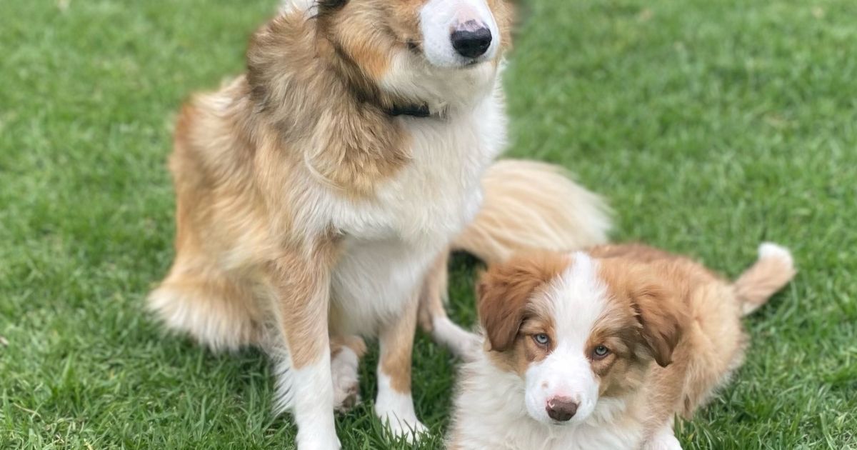 Lillyona Border Collies, responsible breeder in Victoria - RightPaw
