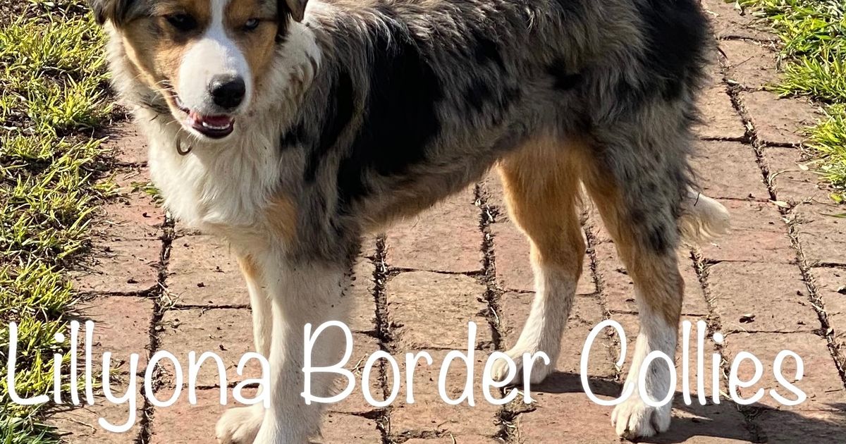 Lillyona Border Collies, responsible breeder in Victoria - RightPaw