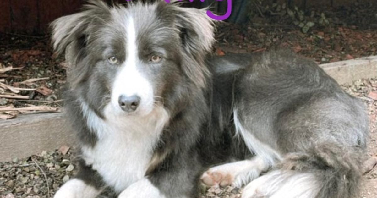 Lillyona Border Collies, responsible breeder in Victoria - RightPaw