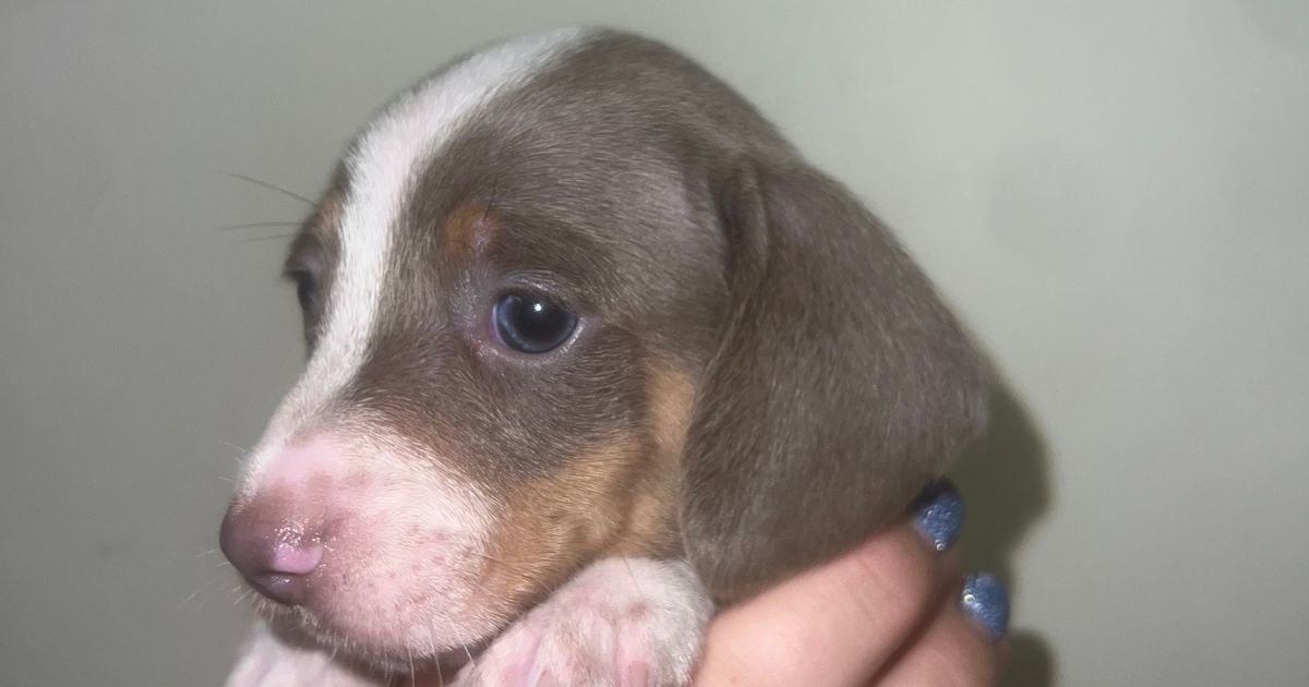 Triple M Dachshunds, responsible breeder in Queensland - RightPaw