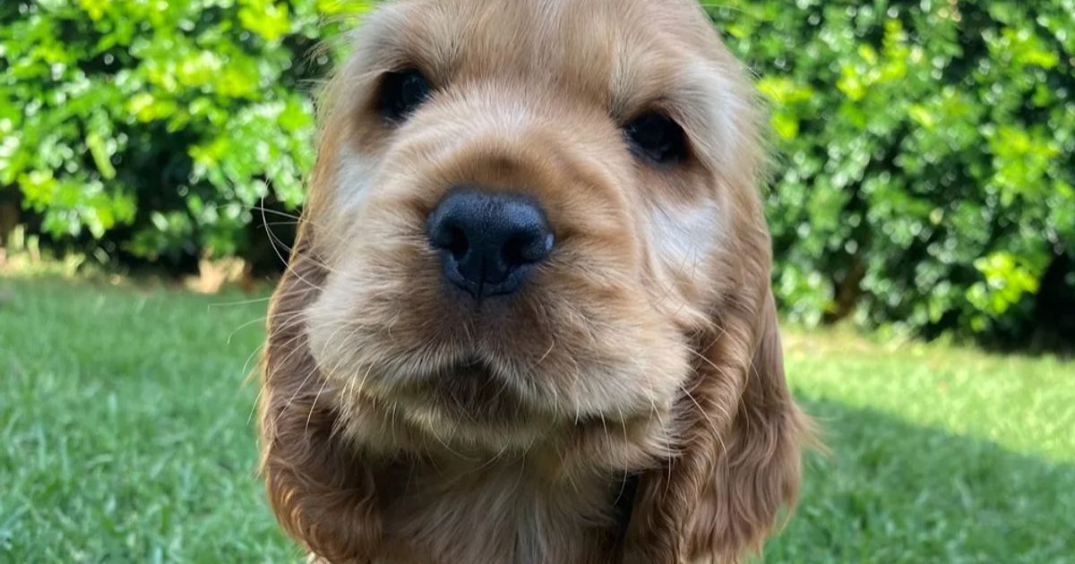 Baxter Collective Cocker Spaniels, responsible breeder in Queensland ...