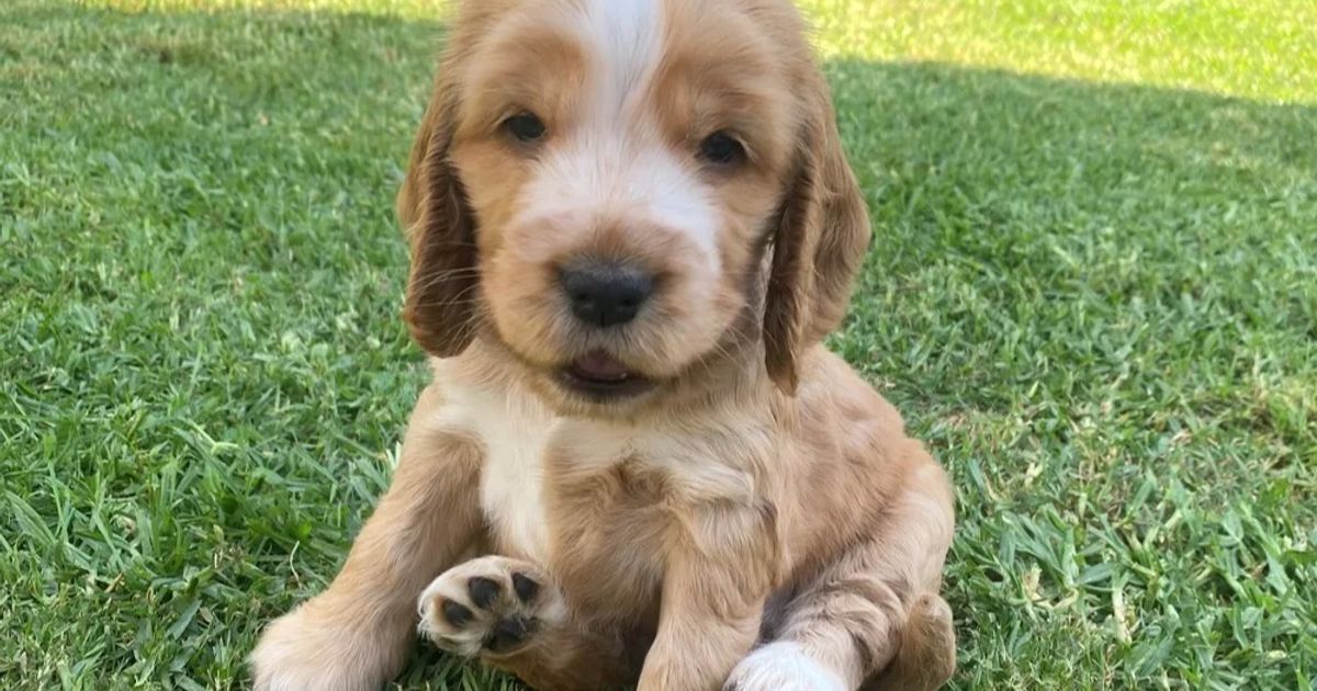 Baxter Collective Cocker Spaniels, responsible breeder in Queensland ...