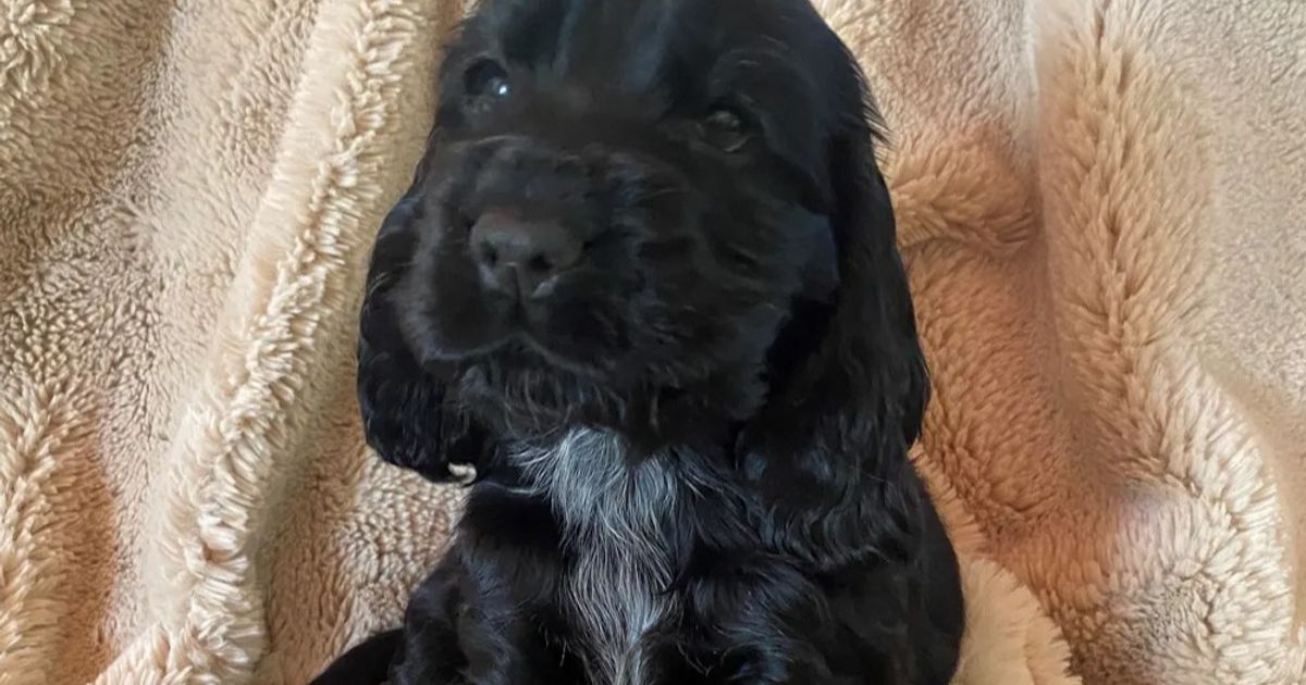 Baxter Collective Cocker Spaniels, responsible breeder in Queensland ...