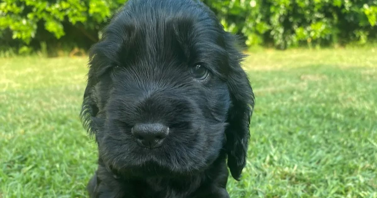 Baxter Collective Cocker Spaniels, responsible breeder in Queensland ...