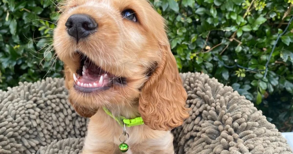 Baxter Collective Cocker Spaniels, responsible breeder in Queensland ...