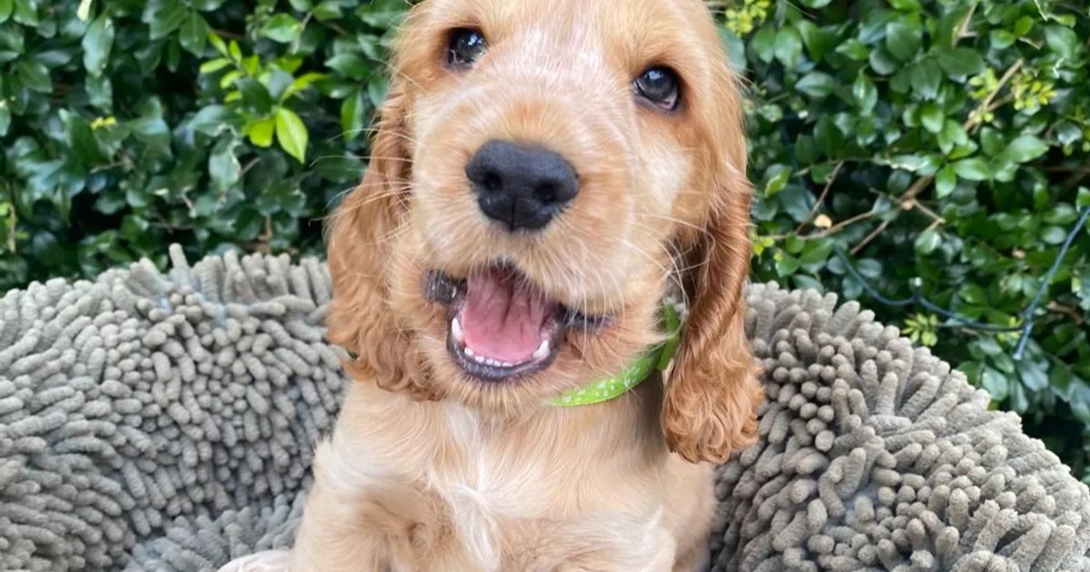 Baxter Collective Cocker Spaniels, responsible breeder in Queensland ...