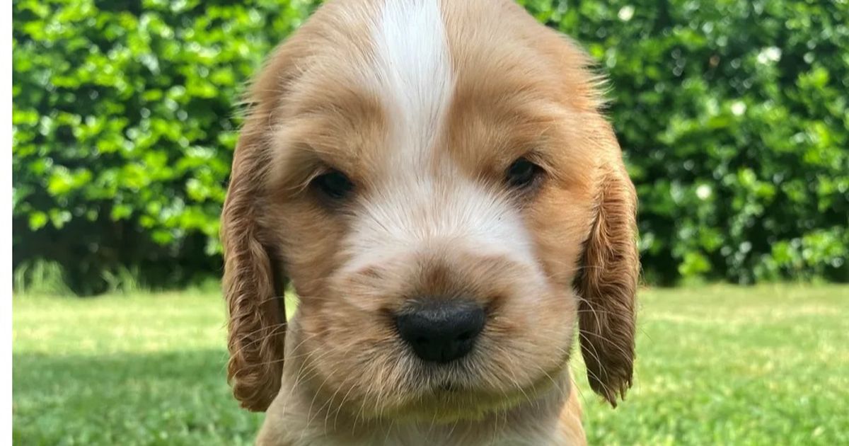 Baxter Collective Cocker Spaniels, responsible breeder in Queensland ...