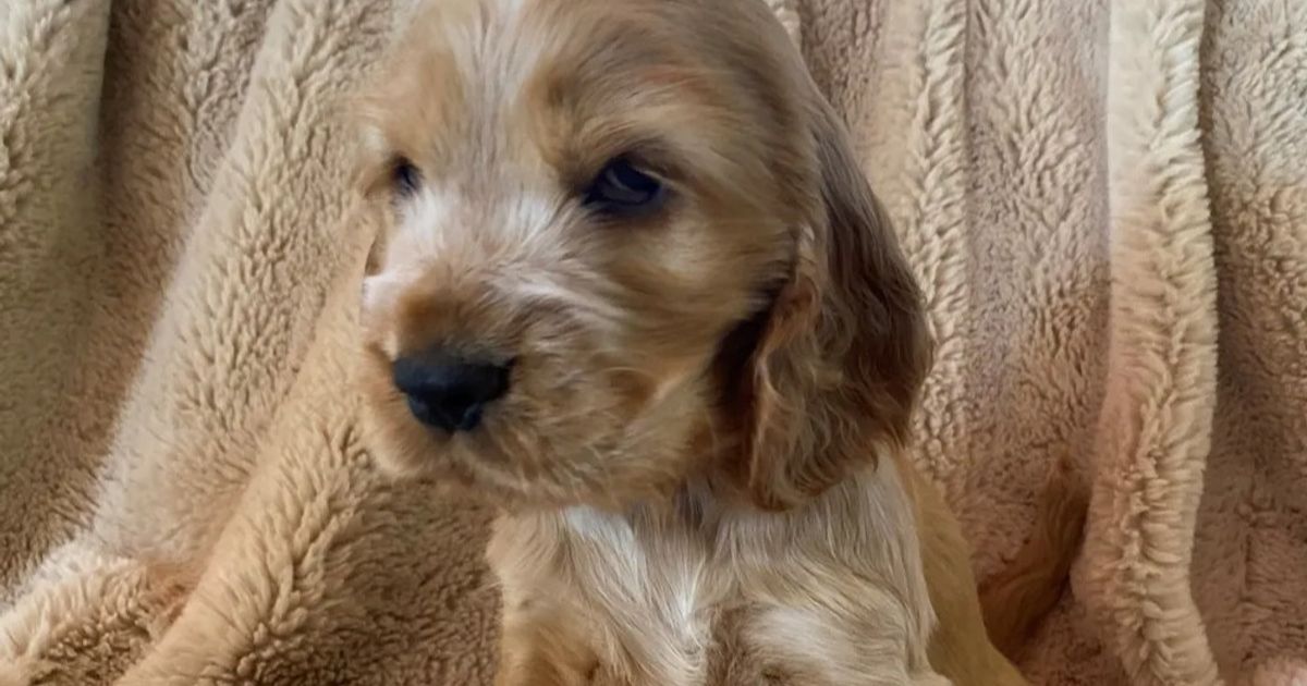 Baxter Collective Cocker Spaniels, responsible breeder in Queensland ...