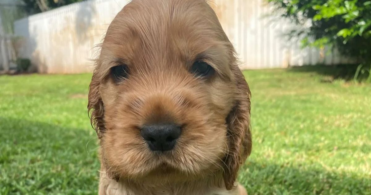 Baxter Collective Cocker Spaniels, responsible breeder in Queensland ...