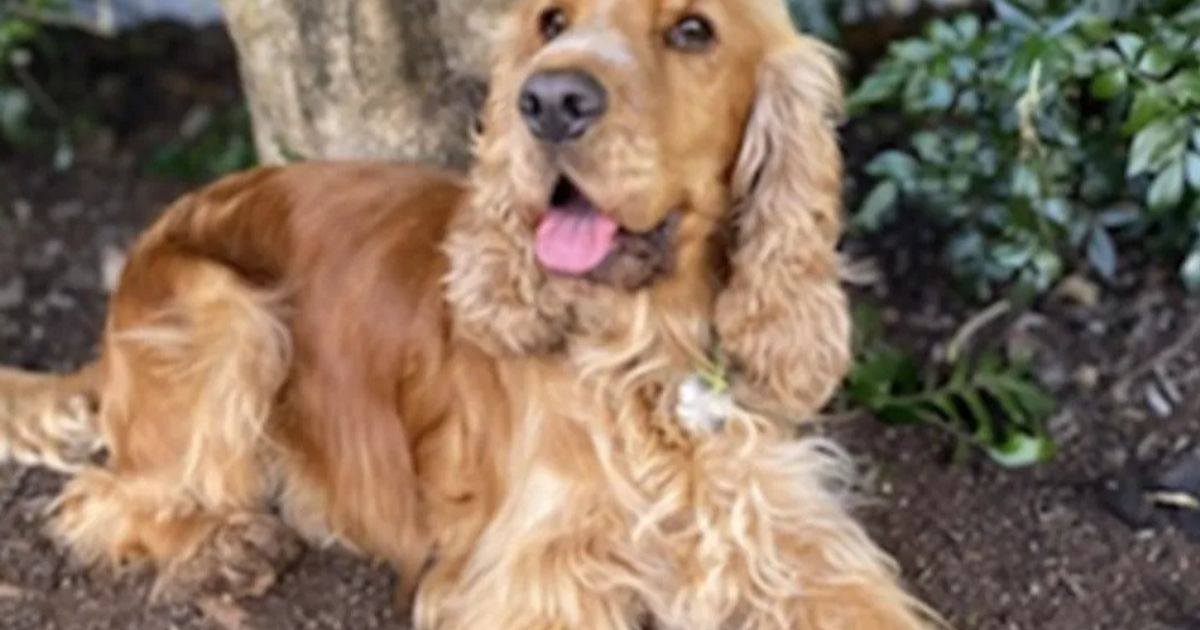 Baxter Collective Cocker Spaniels, responsible breeder in Queensland ...