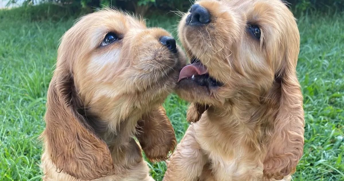Baxter Collective Cocker Spaniels, responsible breeder in Queensland ...