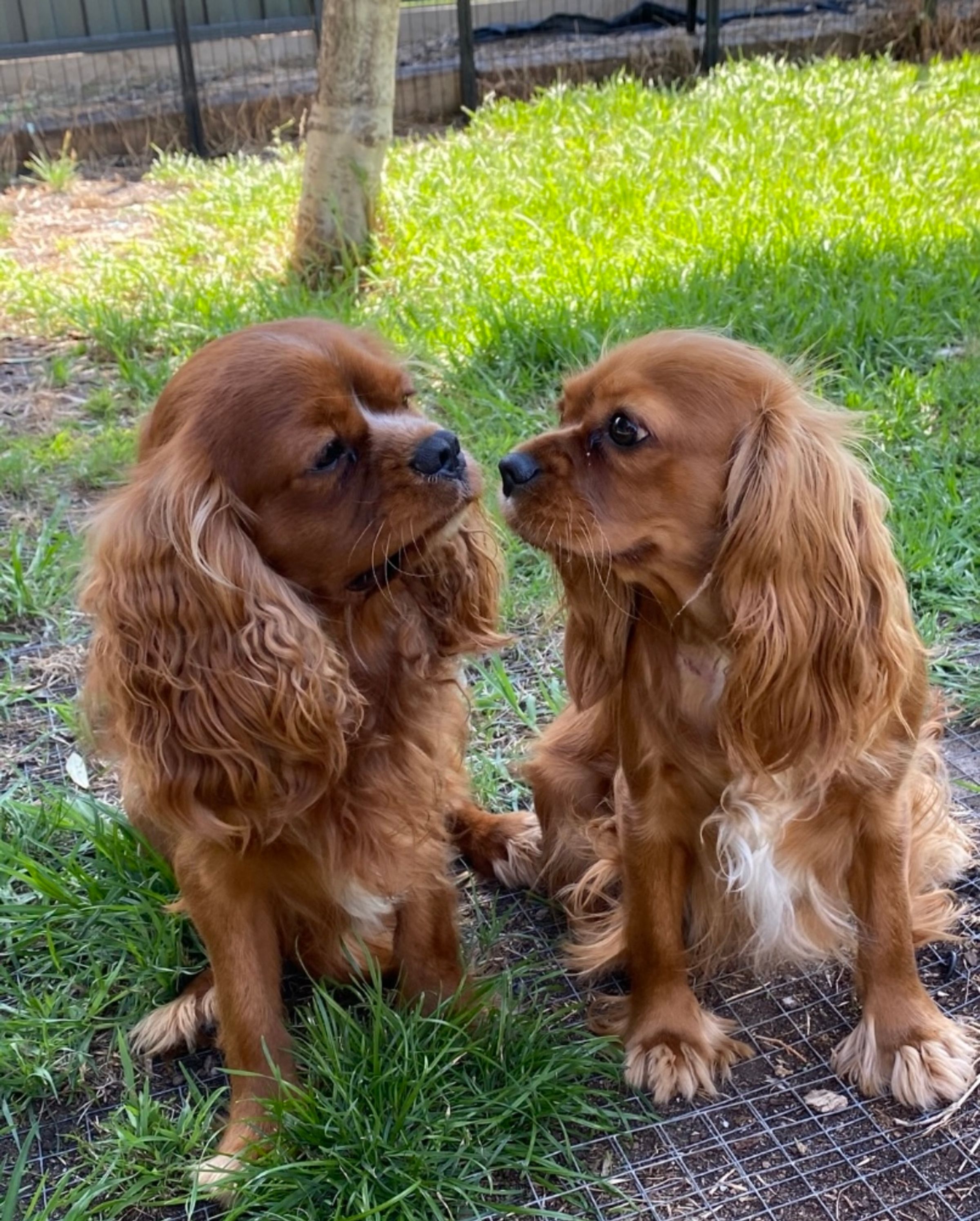CavCreations - Cavaliers and Cavoodles, responsible breeder in Victoria ...