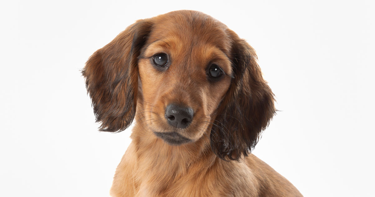 Hazel Hound Miniature Dachshunds, responsible breeder in Queensland ...