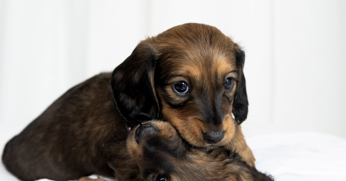 Hazel Hound Miniature Dachshunds, responsible breeder in Queensland ...