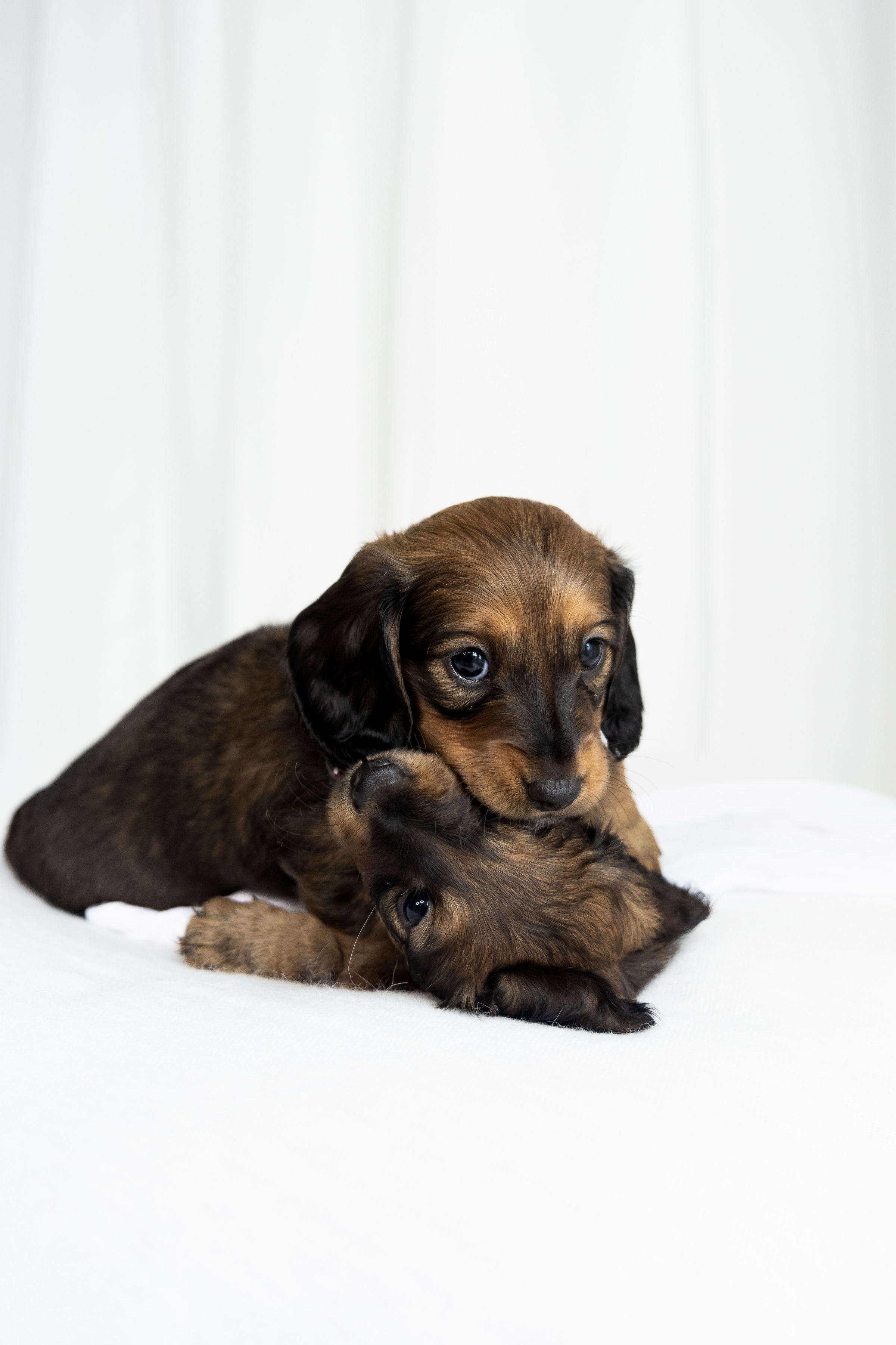 Hazel Hound Miniature Dachshunds, responsible breeder in Queensland ...