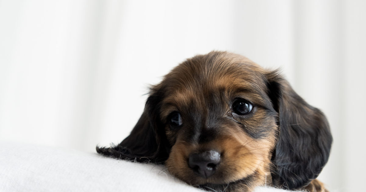 Hazel Hound Miniature Dachshunds, responsible breeder in Queensland ...