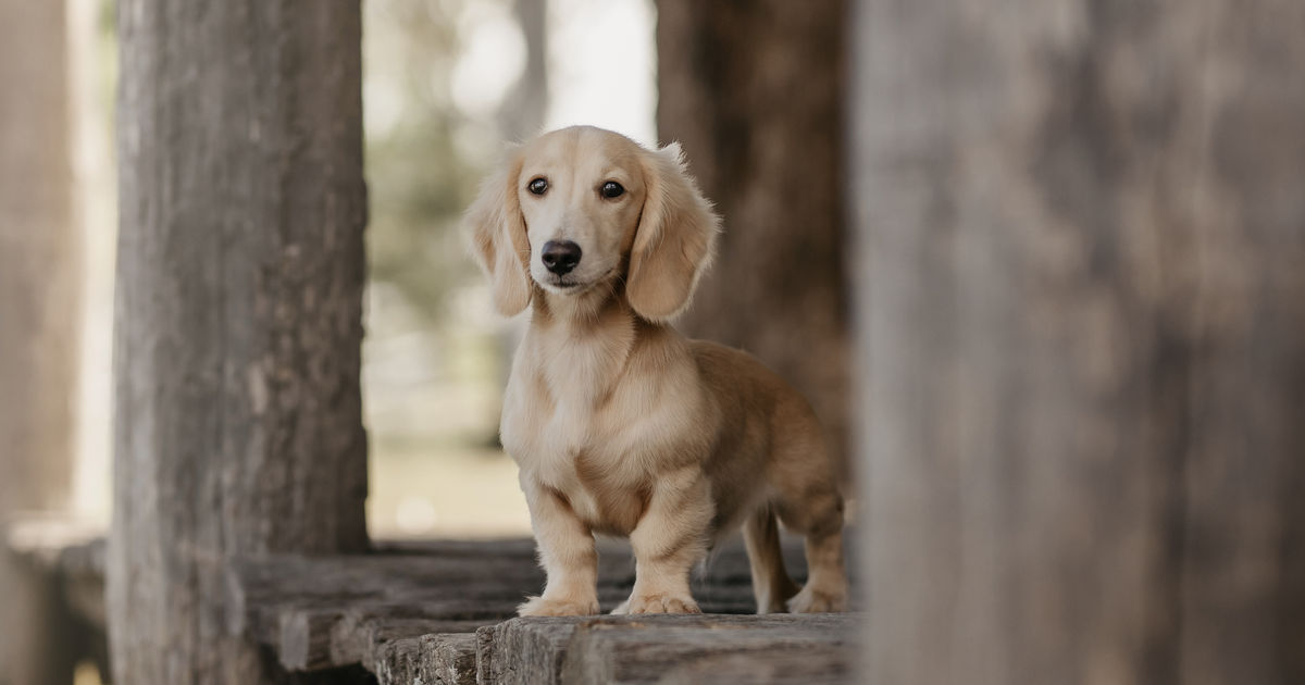Hazel Hound Miniature Dachshunds, responsible breeder in Queensland ...