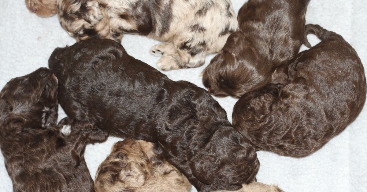 Merle Cavoodle, responsible breeder in Queensland - RightPaw