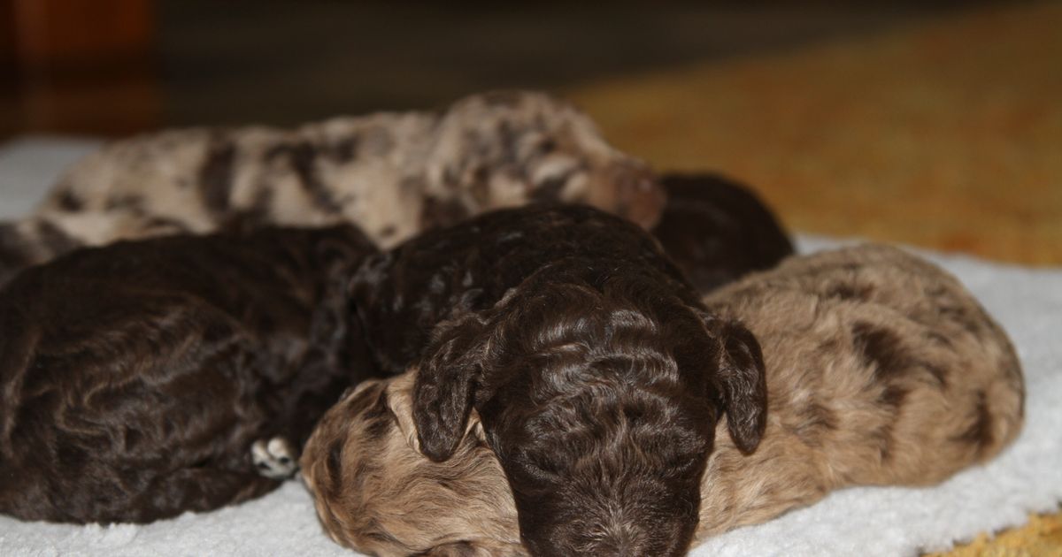 Merle Cavoodle, responsible breeder in Queensland - RightPaw