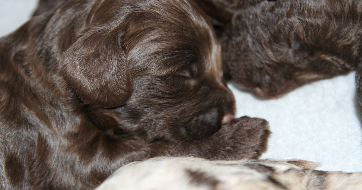 Merle Cavoodle, responsible breeder in Queensland - RightPaw