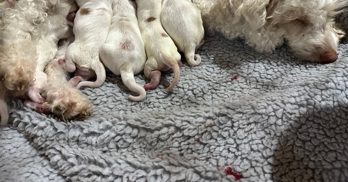 Merle Cavoodle, responsible breeder in Queensland - RightPaw