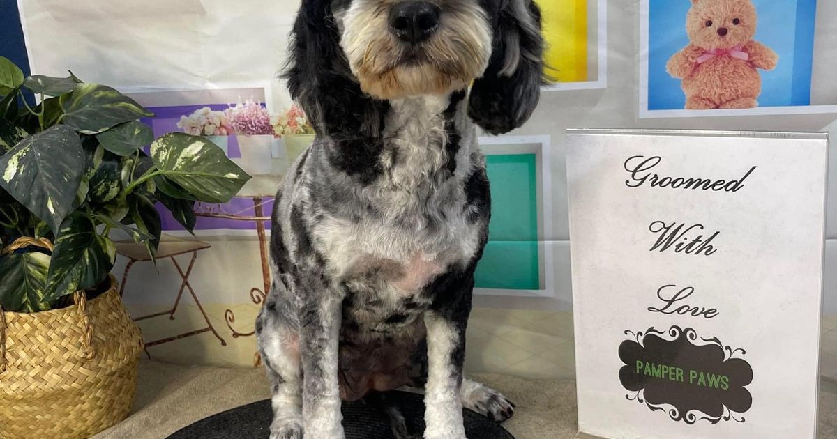 Merle Cavoodle, responsible breeder in Queensland - RightPaw