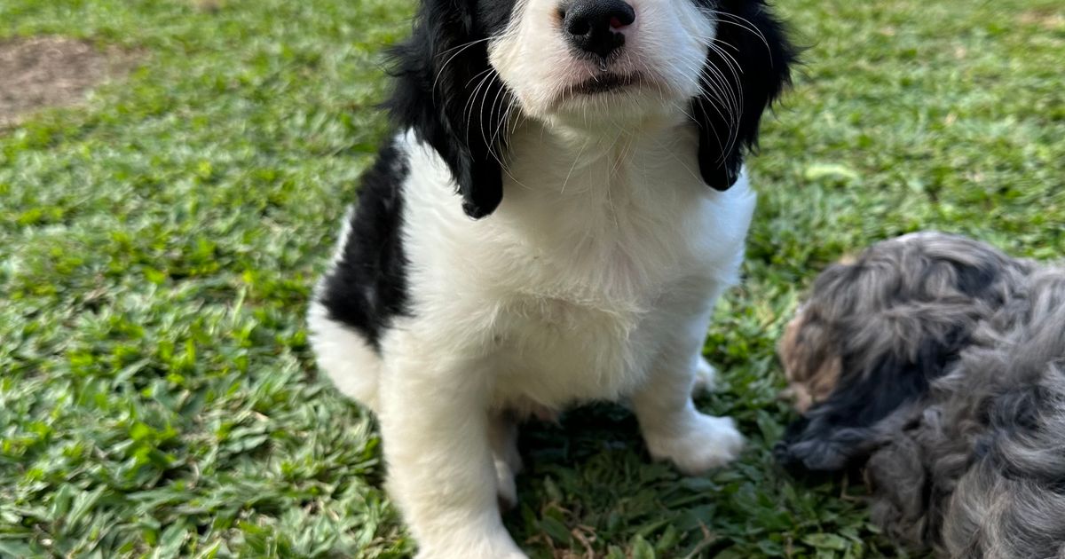 Merle Cavoodle, responsible breeder in Queensland - RightPaw