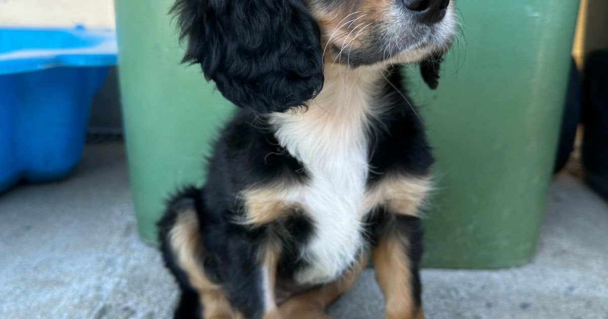Merle Cavoodle, responsible breeder in Queensland - RightPaw