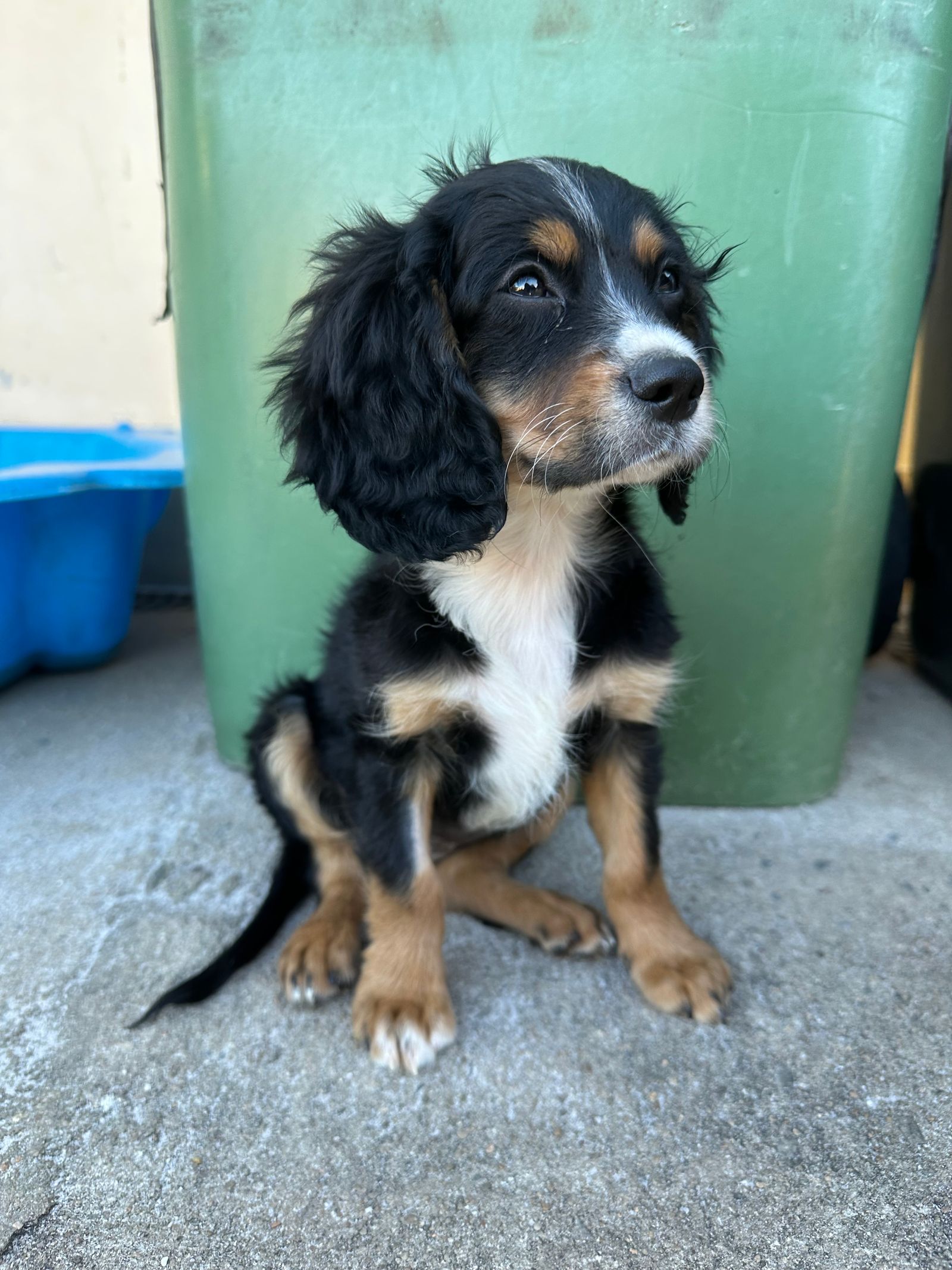 Merle Cavoodle, responsible breeder in Queensland - RightPaw