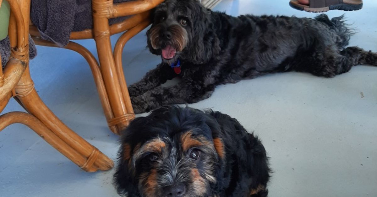 Merle Cavoodle, responsible breeder in Queensland - RightPaw