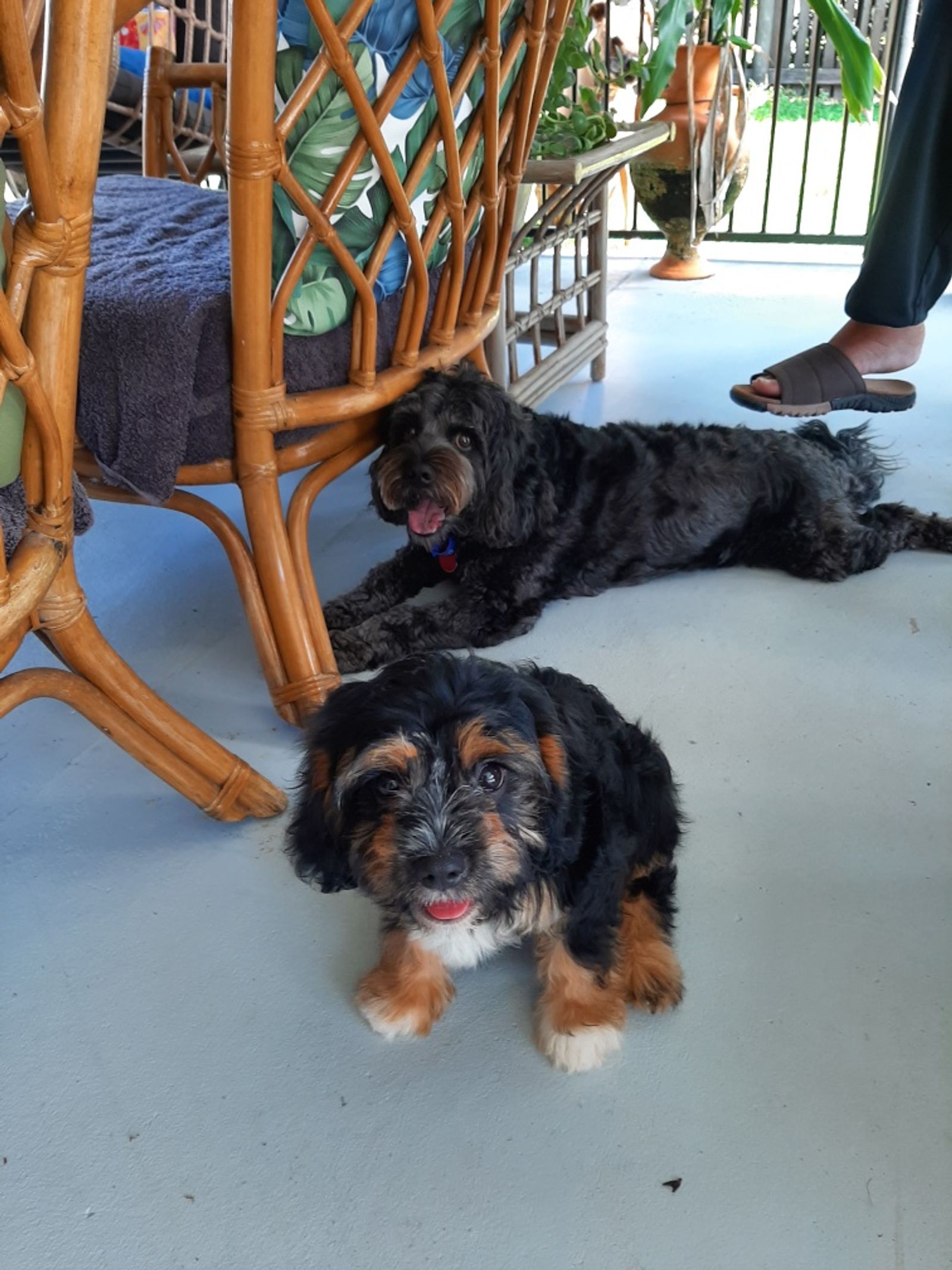 Merle Cavoodle, responsible breeder in Queensland - RightPaw