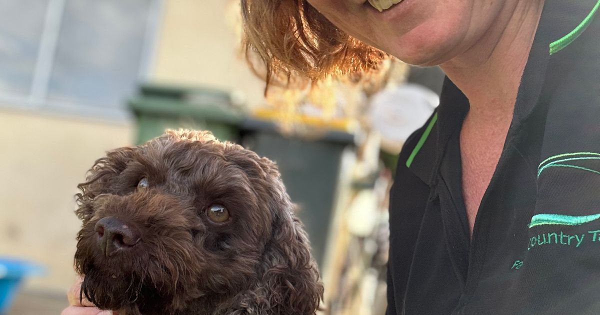 Merle Cavoodle, responsible breeder in Queensland - RightPaw