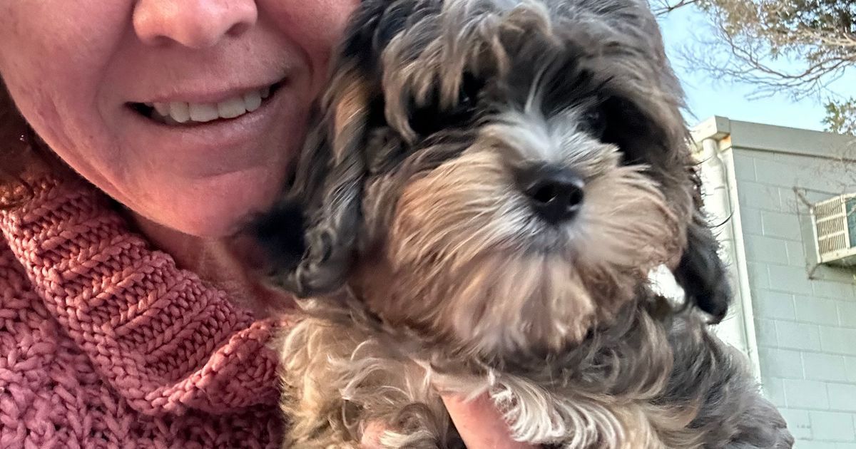 Merle Cavoodle, responsible breeder in Queensland - RightPaw